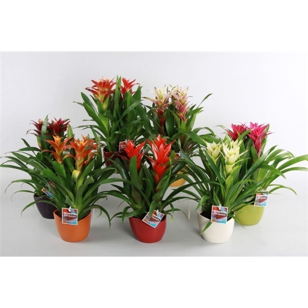 Guzmania Mix in 3hoek Keramiek (Guz 3H mix) - FloraXchange
