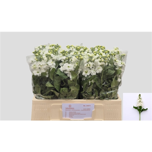 Matthiola incana Aida White (Aida White) - FloraXchange