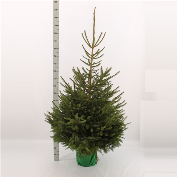 Picea abies (fijnspar / gewone spar) (bu15015) - FloraXchange