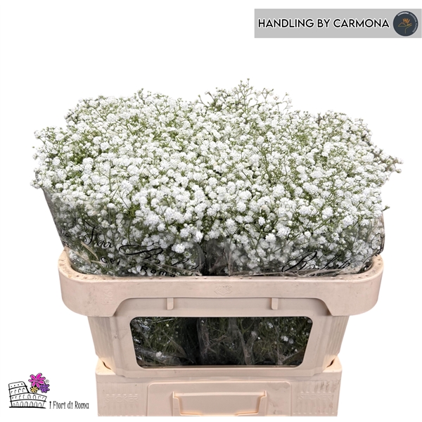 GYPS PA COSMIC (04432e1c53ca5) - FloraXchange