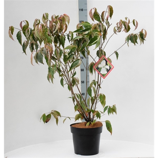 Cornus X Rutfan 'Stardust' (COST) - FloraXchange