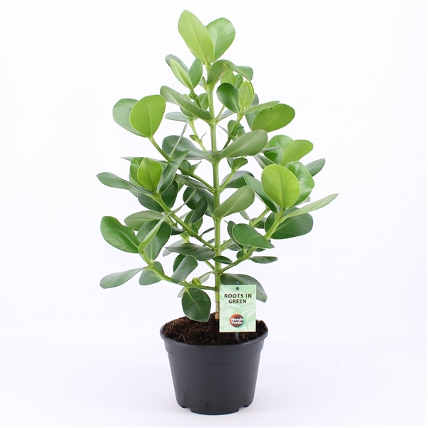 Clusia Rosea 'Princess' (CLU21) - FloraXchange