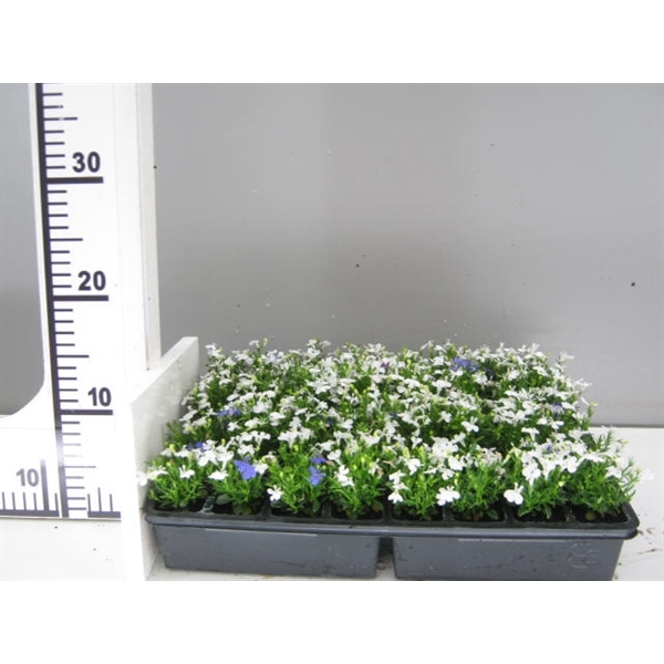 Lobelia wit / Lobelia erinus white (Lobelia wit) - FloraXchange
