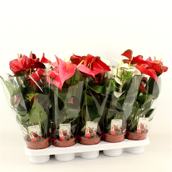 Anthurium mix 12cm 3 kleuren. (MIX 3 12) - FloraXchange