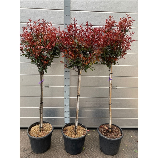 Photinia Red Robin (Stam) (PHOR35GR18001) - FloraXchange