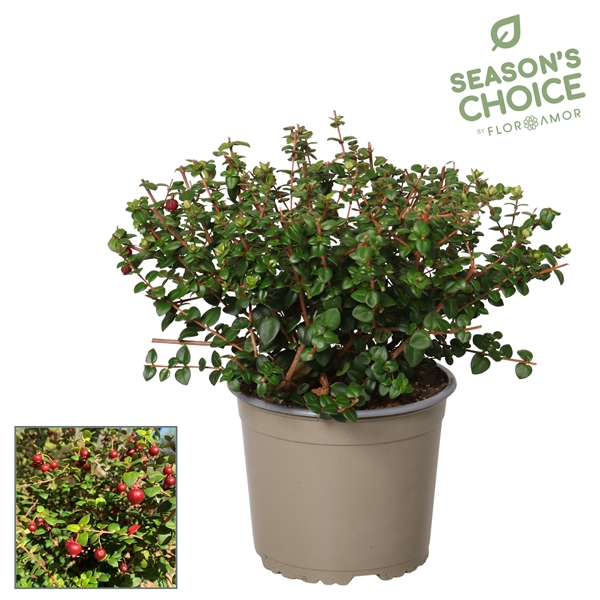 Ugni molinae 'Pretty Berry' (UG17GM40) - FloraXchange