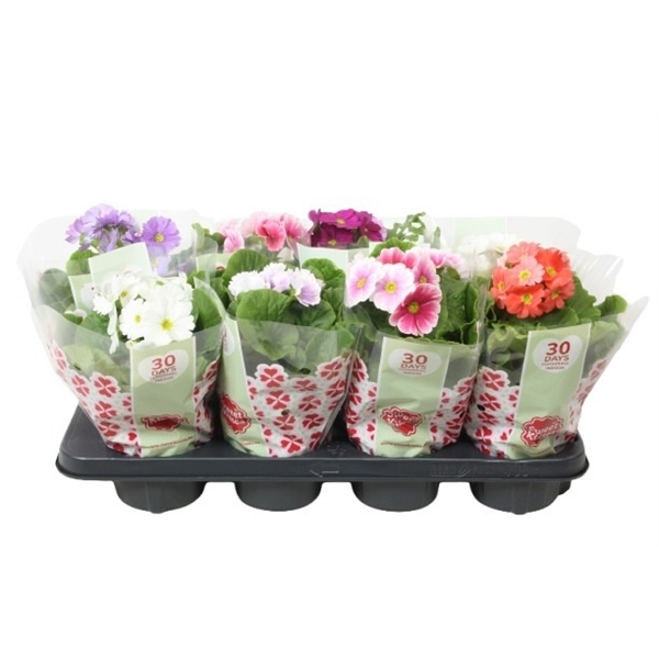 Primula 'Sweet Kisses' Mix (Touch Me) (021759901) - FloraXchange