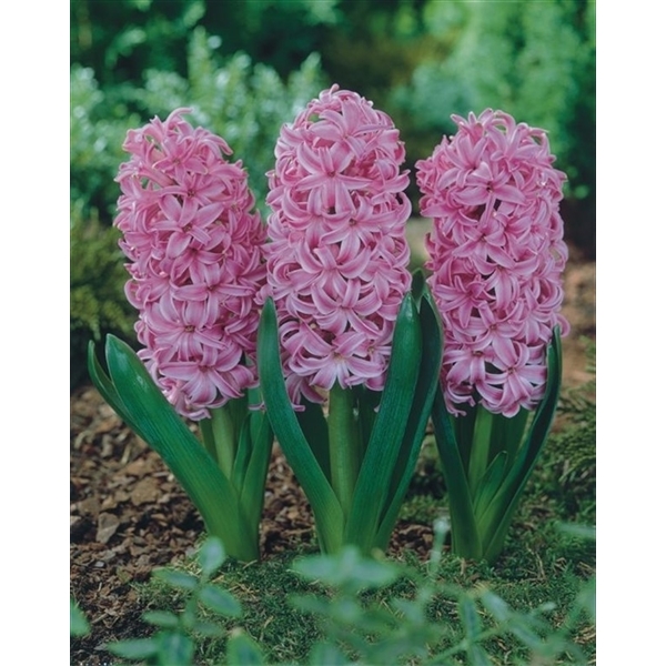 Hyacinthus orientalis 'Pink Pearl' (50) - FloraXchange