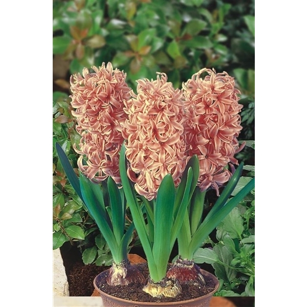 Hyacinthus orientalis 'Gipsy Queen' (54) - FloraXchange
