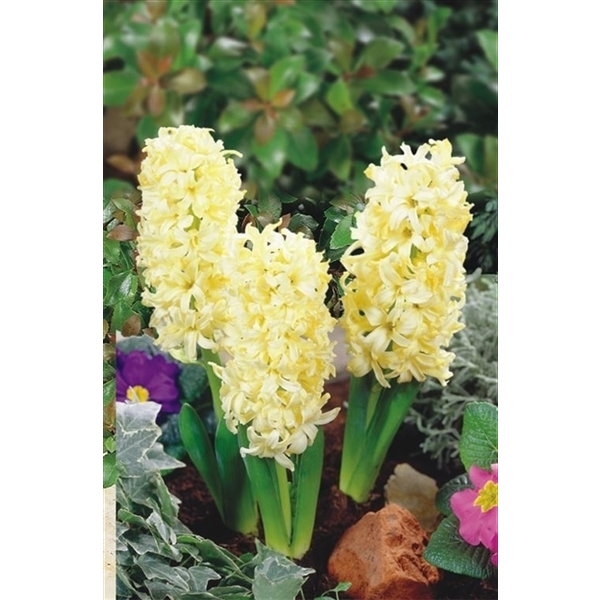 Hyacinthus Yellowstone (55) - FloraXchange