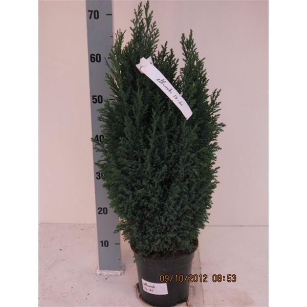 Chamaecyparis lawsoniana 'Ellwoodii' plantmaat 50-60 (ELL5060 ...
