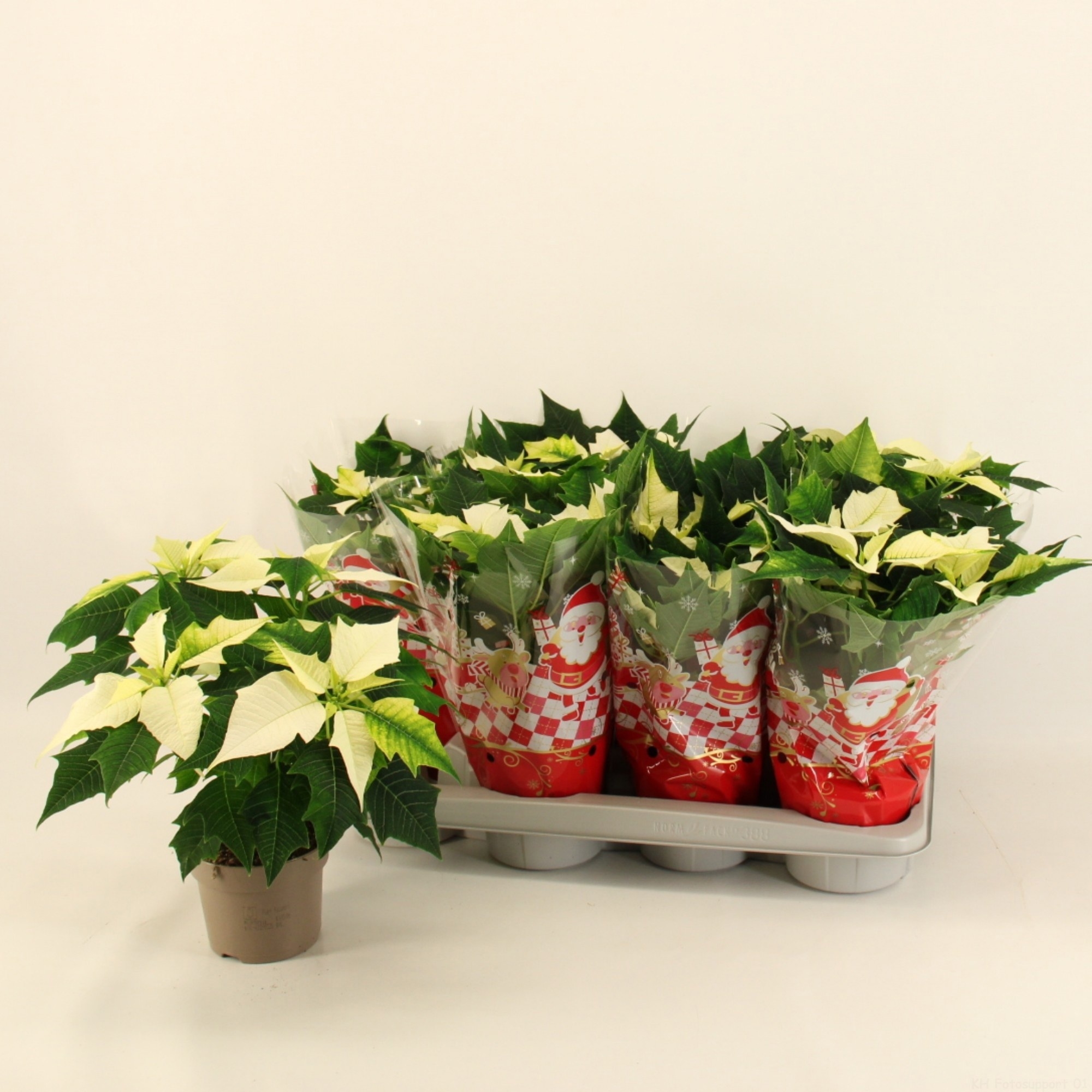 Euphorbia 'Alaska' wit Poinsettia 12cm (FP086-00534) - FloraXchange