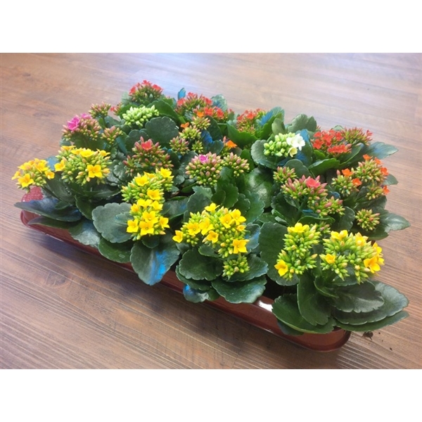 Kalanchoe mini 6 cm pot (DT9787KALNP06) - FloraXchange