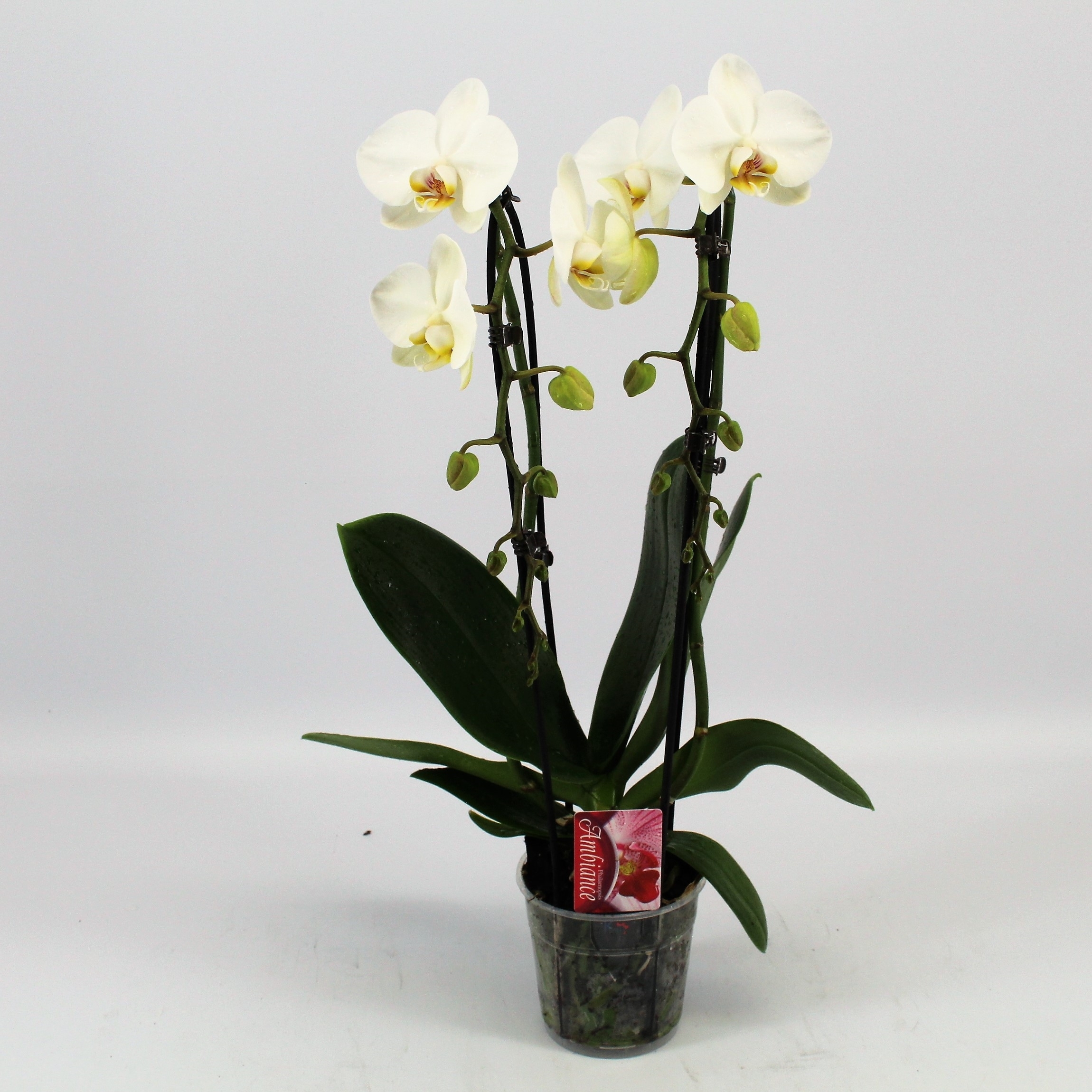 Phal Cascade 2 Tak Misty mountain (cas 2 t wit) - FloraXchange