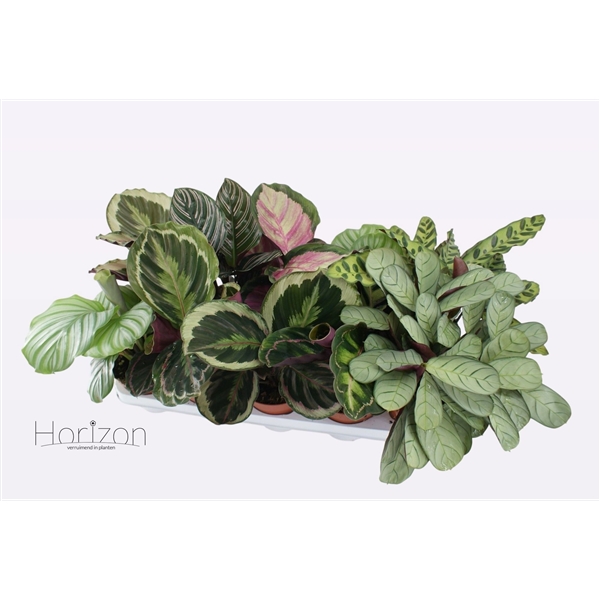 Calathea mix P12 (Calat-12-Mix) - FloraXchange
