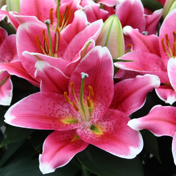 Lilium Sunny Robyn 'kleur' (or. lelie) (160 - k) - FloraXchange