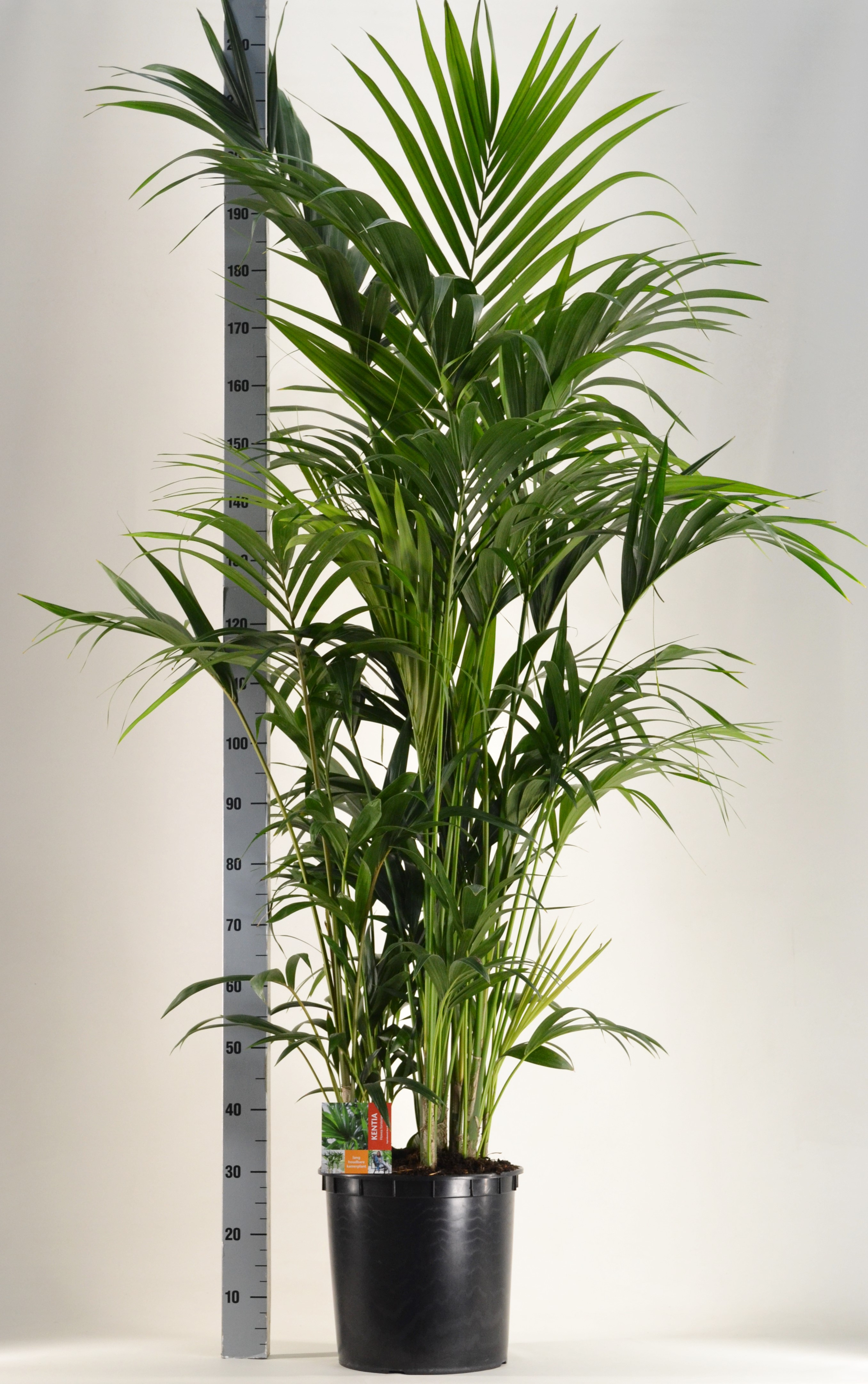 KENTIA - P34 H200 - 15PP (Howea forsteriana) (A 34 - 200) - FloraXchange