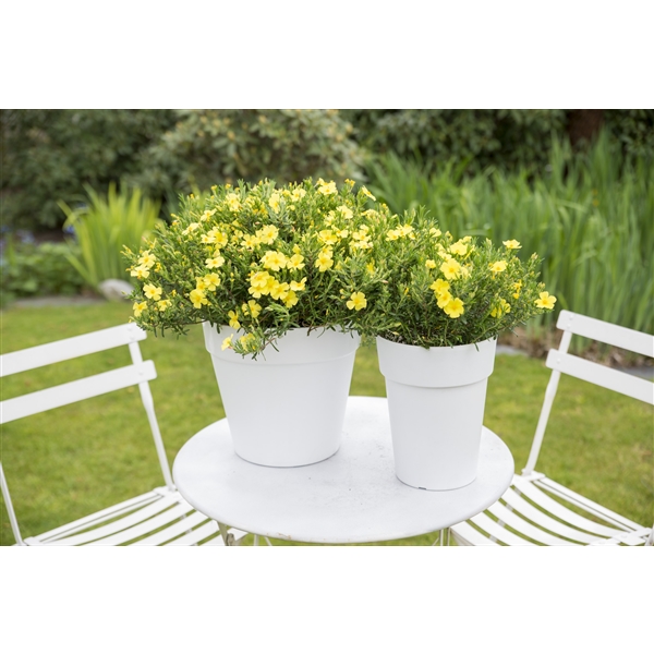 Halimium 'April Sun' ® (SKHALI17APSUB) - FloraXchange