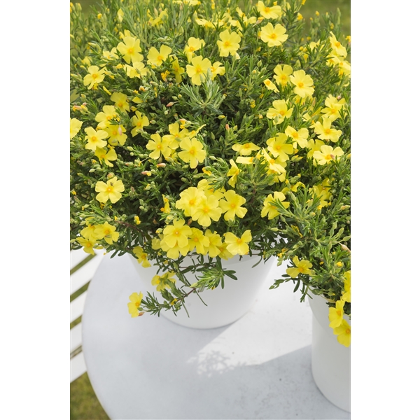 Halimium 'April Sun' ® (SKHALI17APSUB) - FloraXchange