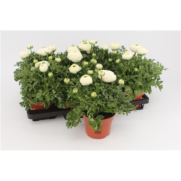Ranunculus Sprinkles White (RANSPRWHI13) - FloraXchange