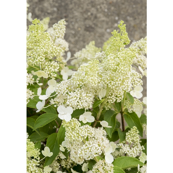 Hydrangea pan. 'Magical Himalaya'® (SKHYD19MAHIB) - FloraXchange