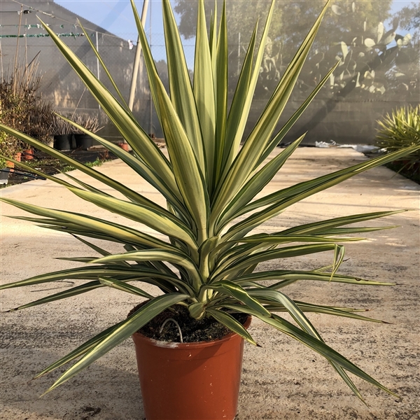 Yucca elephantipes Jewel (ES.YUCJE18040) - FloraXchange