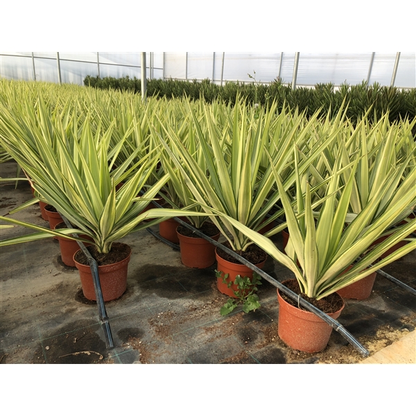 Yucca elephantipes Jewel (ES.YUCJE20050) - FloraXchange