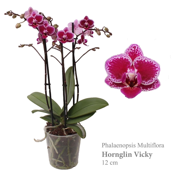 Phal. Multiflora "Hornglin Vicky" 3-tak (FP015-8511) - FloraXchange