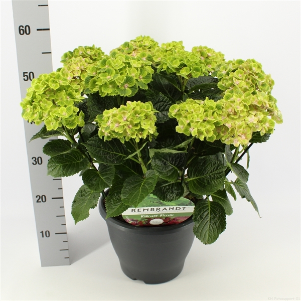 Hydrangea Rembrandt Vibrant Verde (26 VibrantVer) - FloraXchange