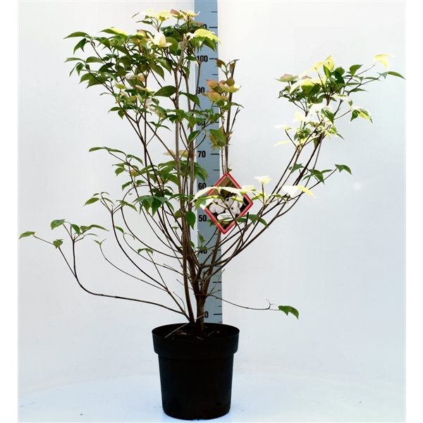 Cornus X Rutfan 'Stardust' (COST) - FloraXchange