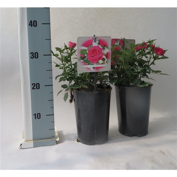 Rosa Terrazza rose (RoTerrose) - FloraXchange