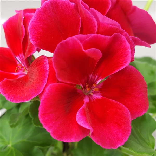 Pelargonium Calliope red splash (20180073P12) - FloraXchange