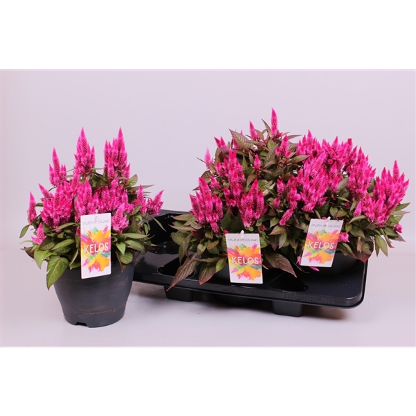 Celosia Kelos Fire Atomic (Celo20Atomic) - FloraXchange