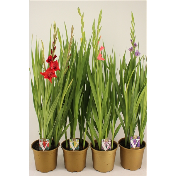 Gladiolus glamini (Glaminip19) - FloraXchange