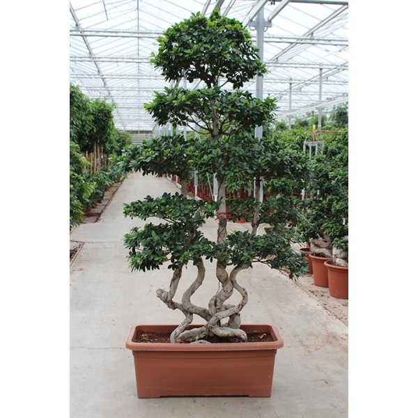 Ficus Microcarpa (39241) - FloraXchange