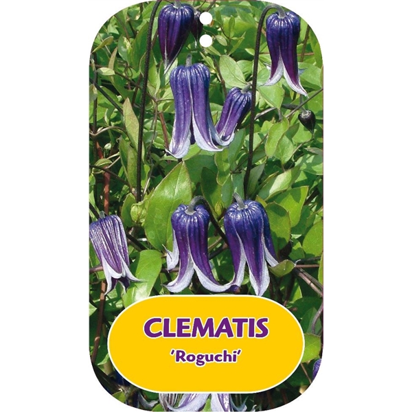 Clematis 'Roguchi' (clroog) - FloraXchange