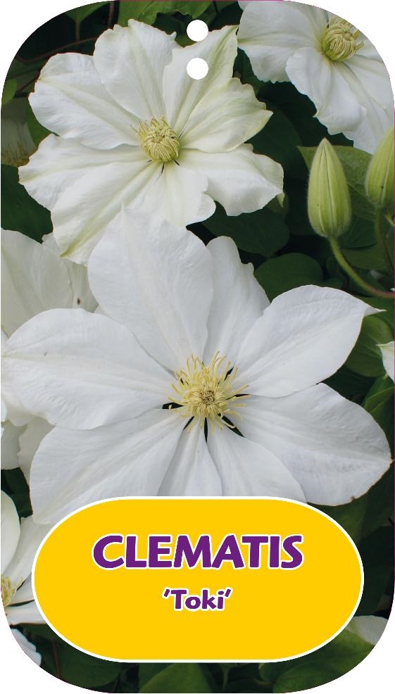 Clematis 'Toki' (cltoki) - FloraXchange