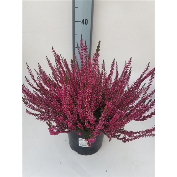 Calluna vulgaris Garden Girls (Athene) - FloraXchange