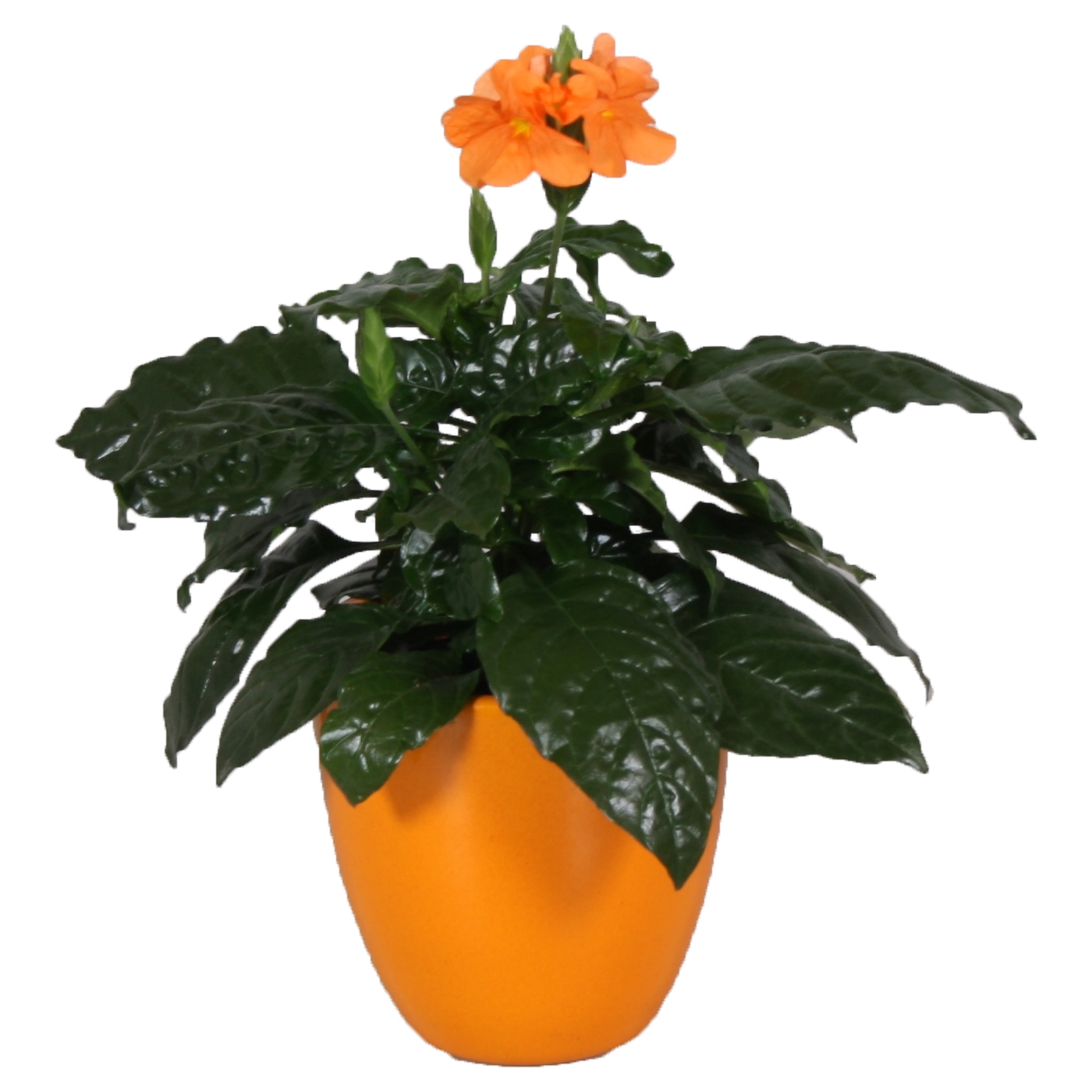 Crossandra Julia pot Oranje (ACros914) - FloraXchange