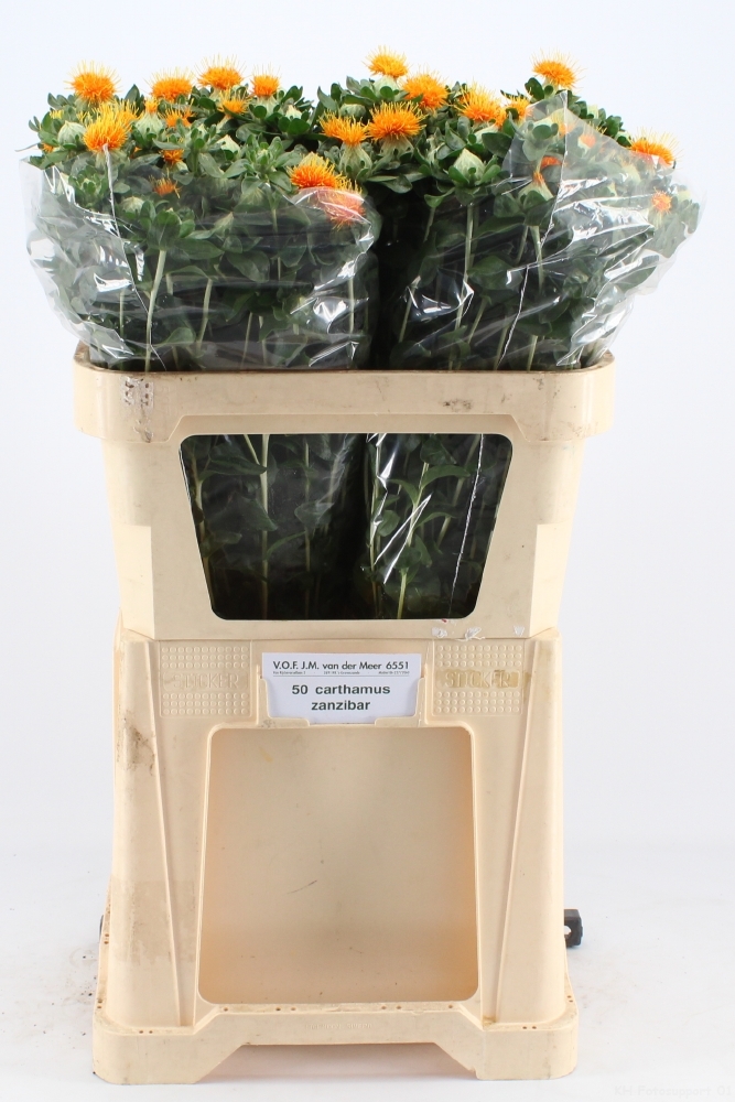 Carthamus Zanzibar (carthamus) - FloraXchange