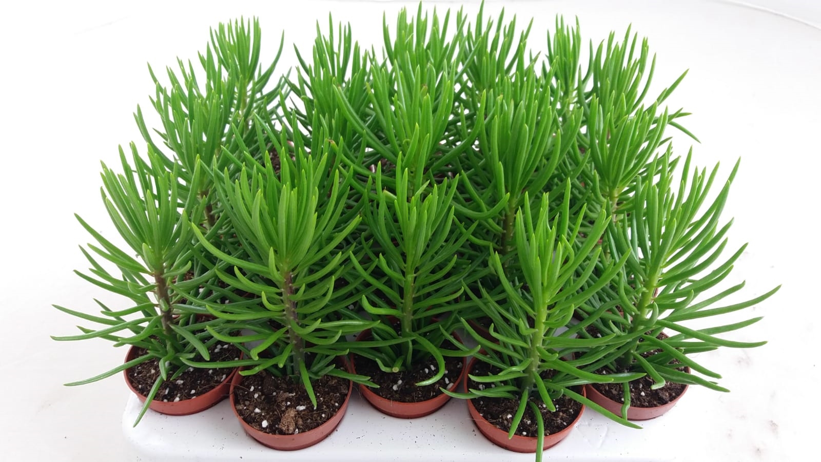 Senecio Green (257892) - FloraXchange