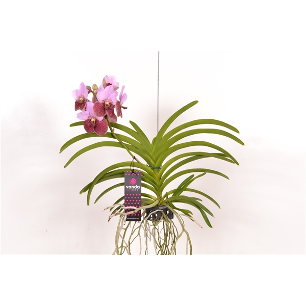 Vanda Two Tone Pink (0817) - FloraXchange
