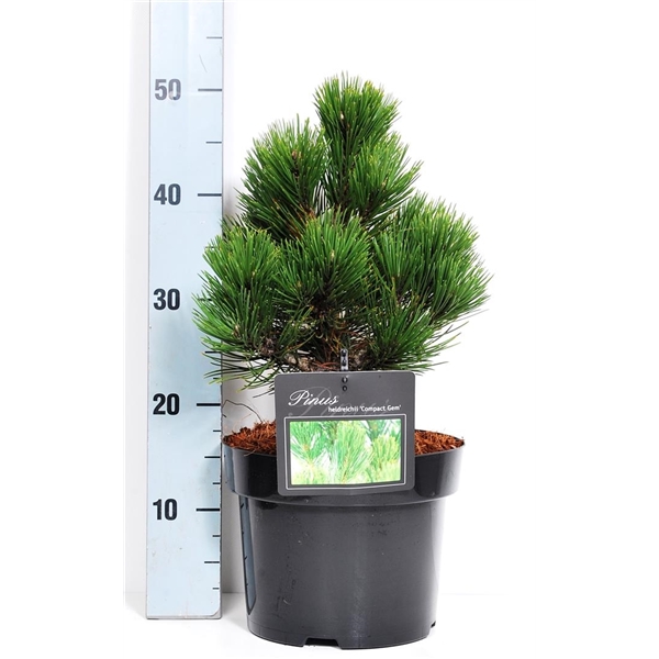 Pinus heldreichii 'Compact Gem' (2065654000002) - FloraXchange