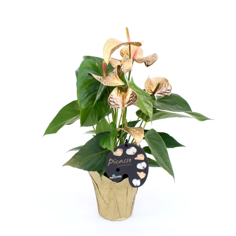 Anthurium Picasso X-Mas Gold Edition in Potcover Gold (PicGoldPotc ...