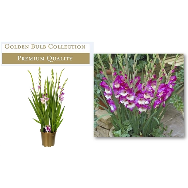 Gladiolus glamini naomi (Glamini paars) - FloraXchange