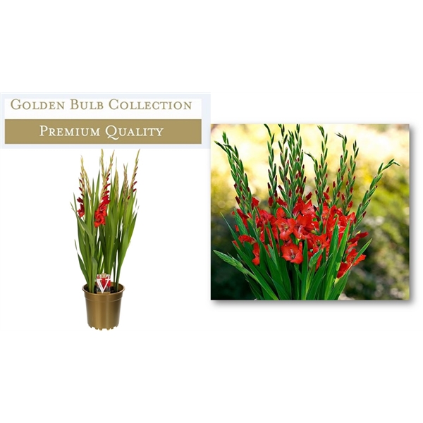 Gladiolus glamini paul (Glamini Paul) - FloraXchange