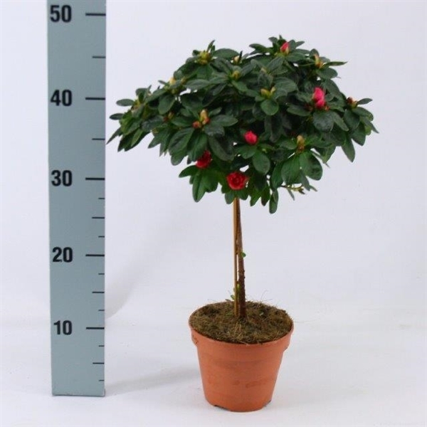 Azalea op stam rood 13cm (azstamrood13) - FloraXchange