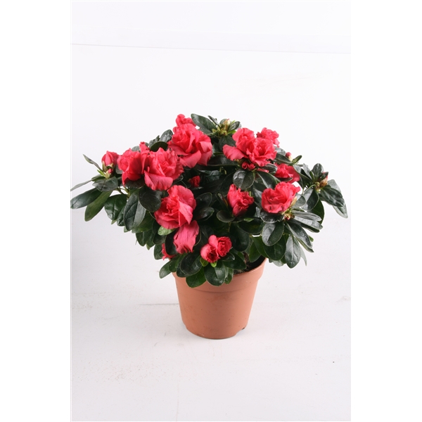 007 : Azalea p12 'Hellmut Vogel' mix diameter 20cm jaarrond (007 ...