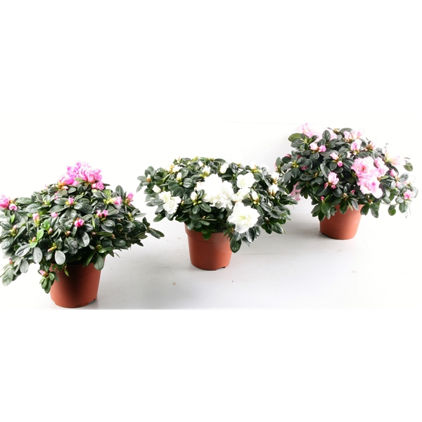 009 : Azalea p15 'Hellmut Vogel' mix diam. 40 cm (006) - FloraXchange