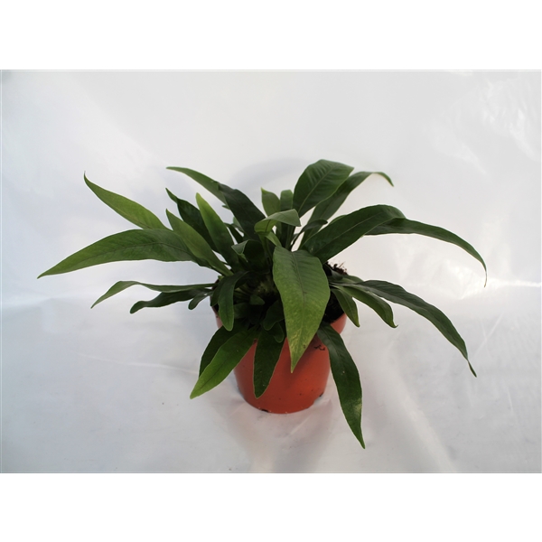 Aglaomorpha Coronans "Snake Leaf" (AGLAOMC12) - FloraXchange